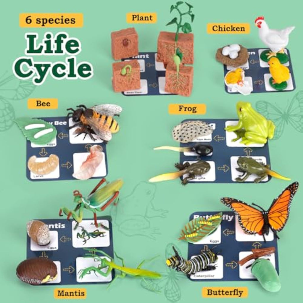 Life Cycle Learning Toys For Kids: Life Science Education Kits With ...