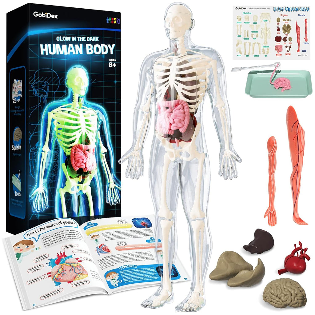 GobiDex Human Body Skeleton Model Kits, 40 Piece Anatomy Figure,Glow i ...