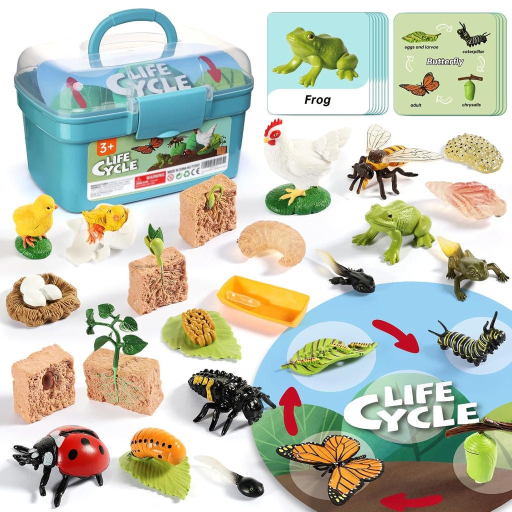 Life Cycle Kit Toy Montessori, Realistic Figurines Set For Kids With 2 ...
